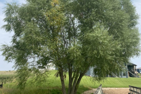 Peach-leaf Willow | MSD